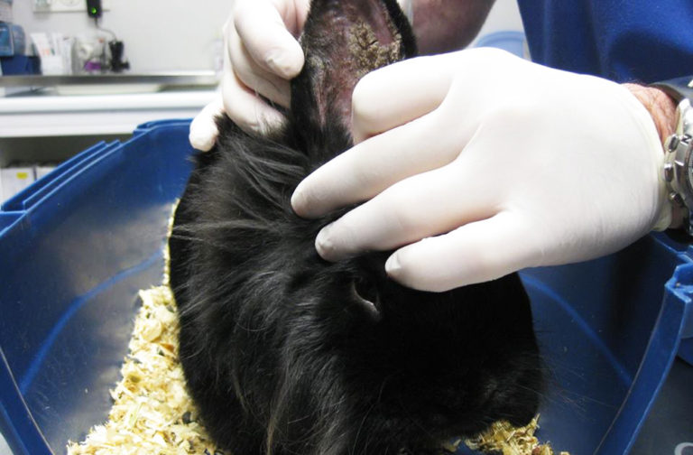 Caso práctico: sarna sarcóptica - Lardy